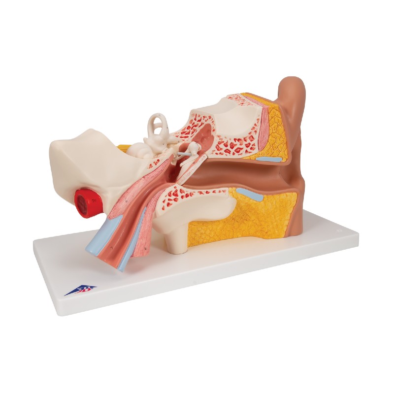 Large Human Ear Model (3x Life Size) | Health and Care