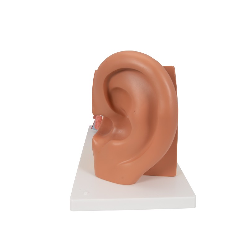 Large Human Ear Model (3x Life Size) | Health and Care