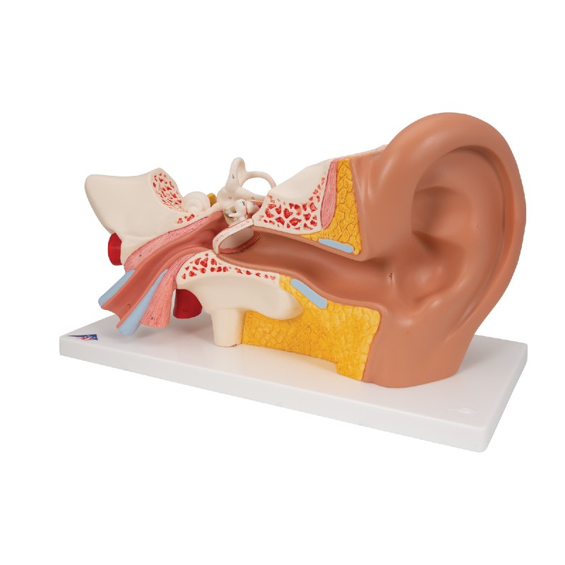 Large Human Ear Model (3x Life Size) | Health and Care