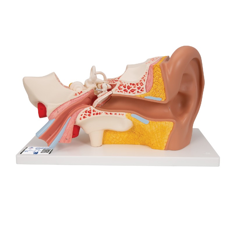 Large Human Ear Model (3x Life Size) | Health and Care