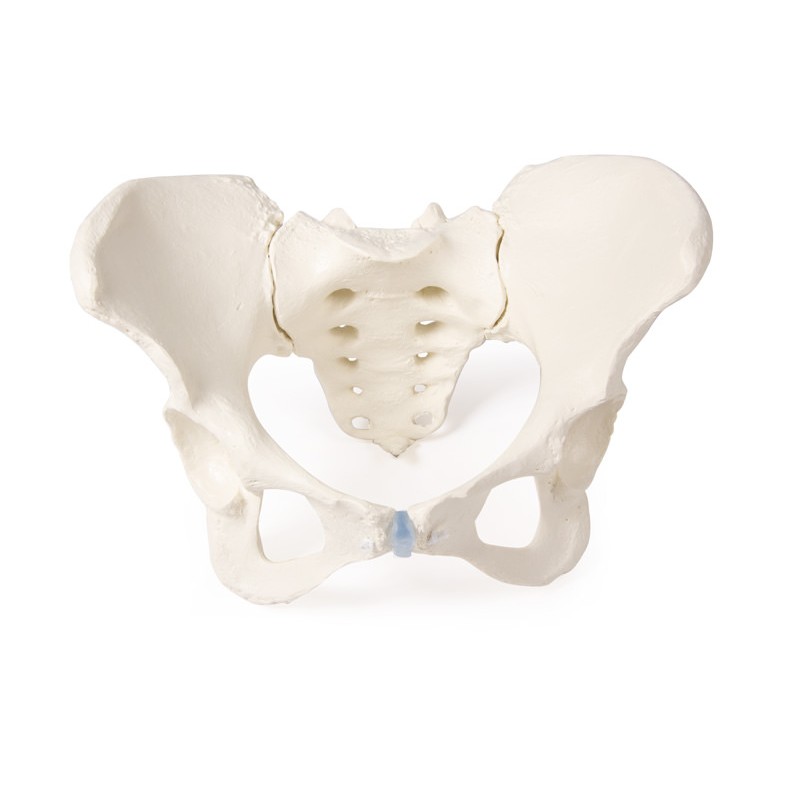 Female Pelvis with Sacrum Model | Health and Care