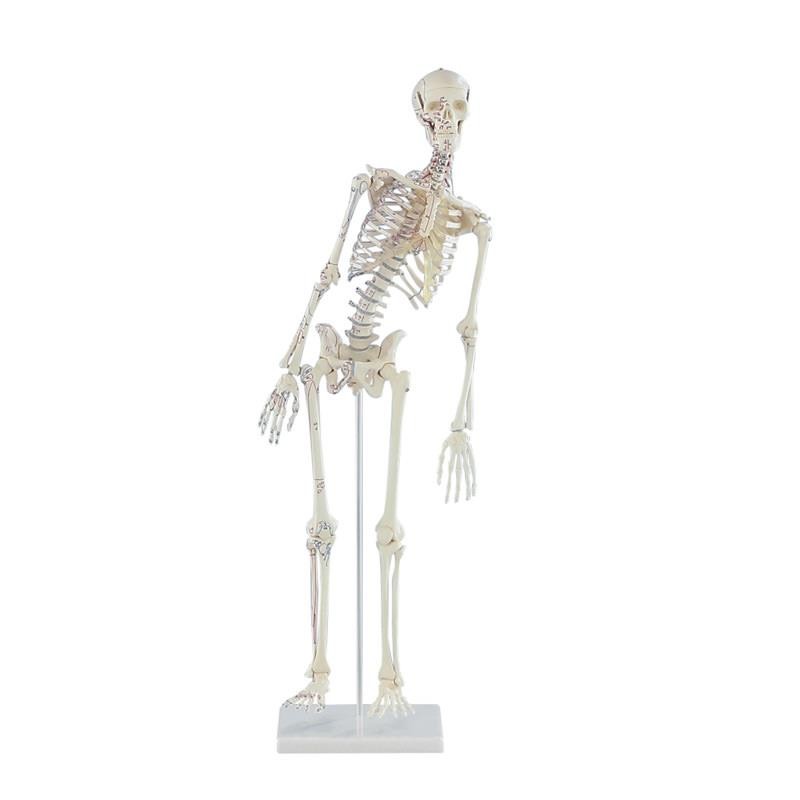 Detailed Miniature Model Skeleton Fred | Health and Care