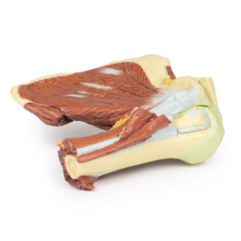 Erler-Zimmer Musculature Shoulder Model | Health and Care