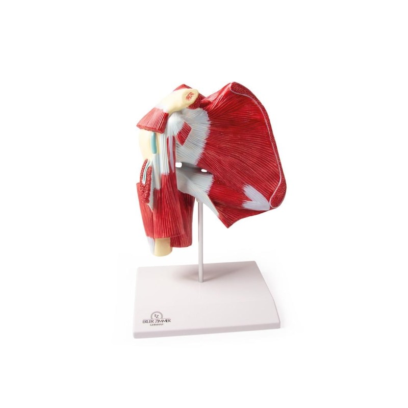 Shoulder Skeleton Model with Deep Muscle | Health and Care