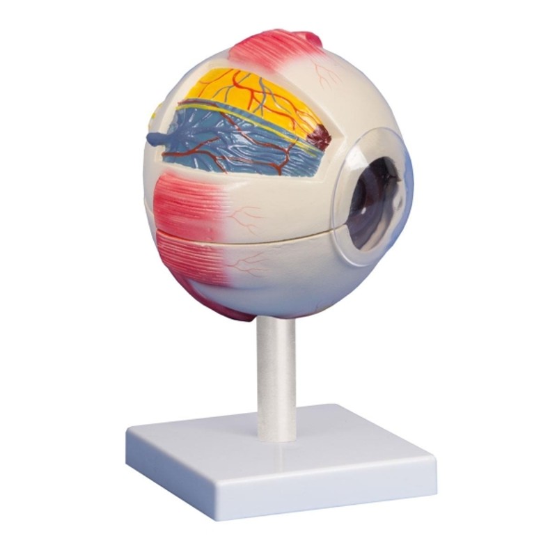 6-Part Eye Model (6 Times Life Size) | Health and Care