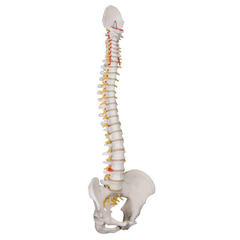 Classic Flexible Spine Model | Health and Care
