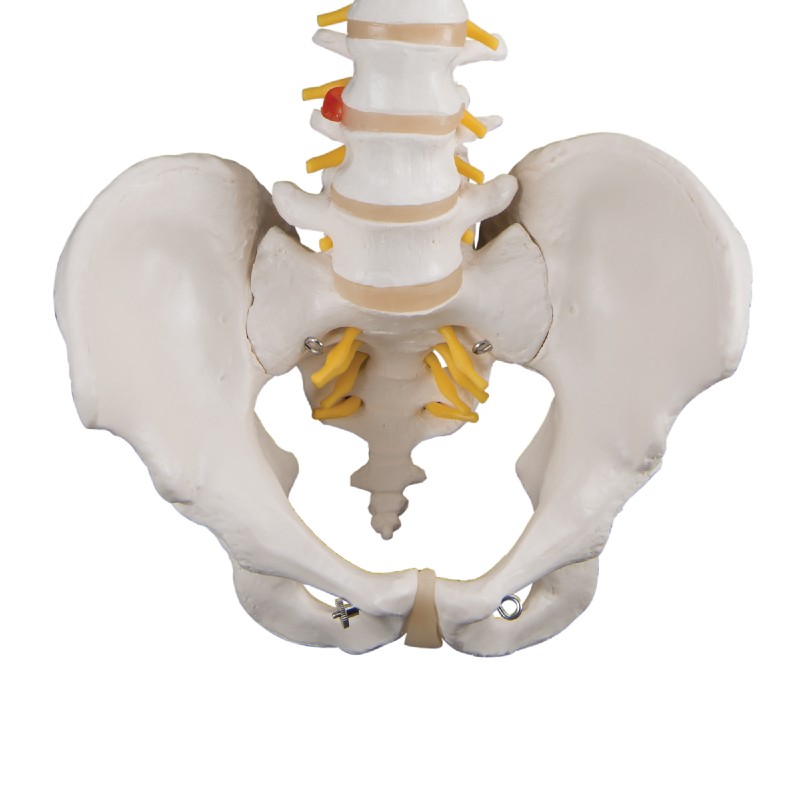 Classic Flexible Spine Model | Health and Care