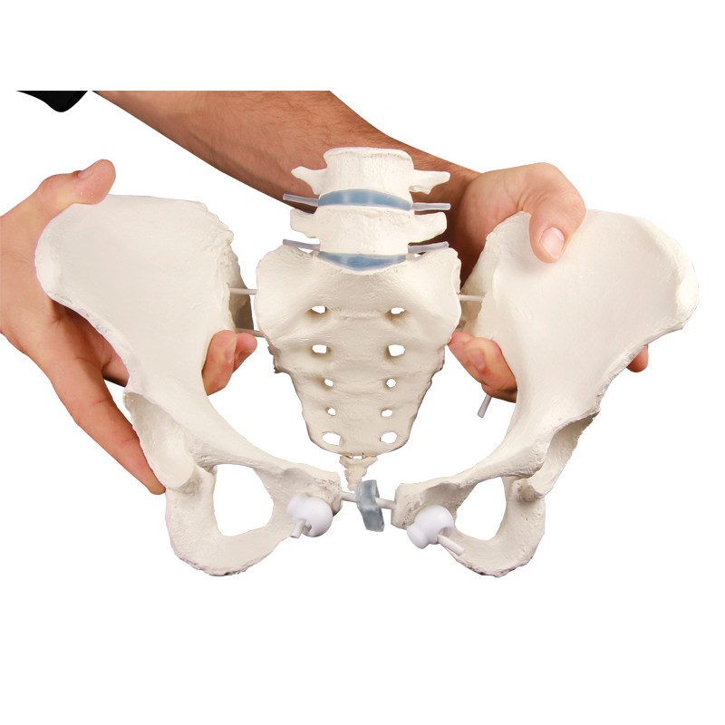 Flexible Female Pelvis with Sacrum and Lumbar Vertebrae Model | Health ...