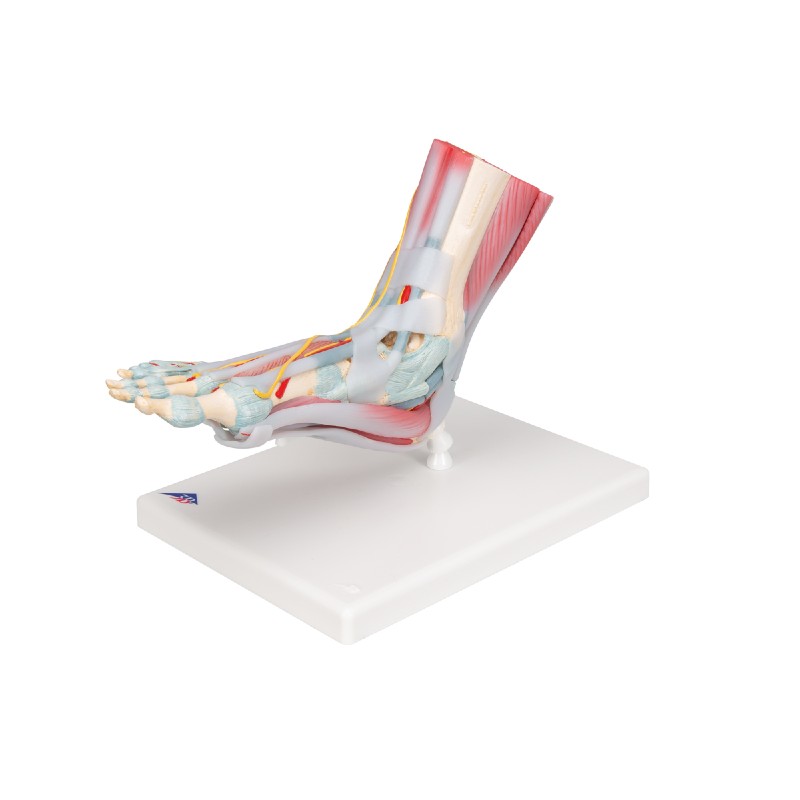 Anatomical Foot Model | Health and Care