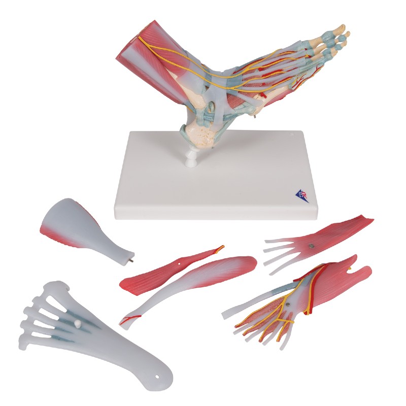 Anatomical Foot Model | Health and Care