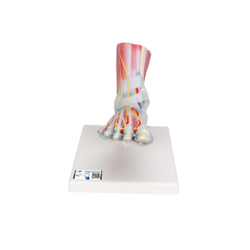 Anatomical Foot Model | Health and Care
