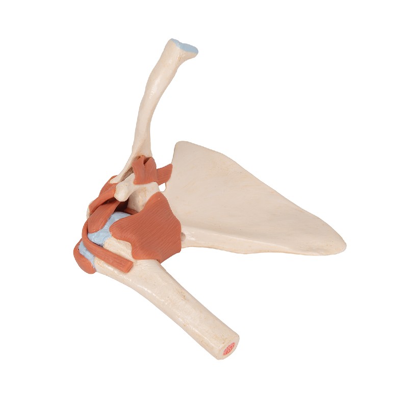 Deluxe Functional Shoulder Joint Model | Health and Care