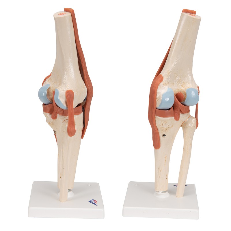 Functional Knee Joint Model With Ligaments | Health and Care
