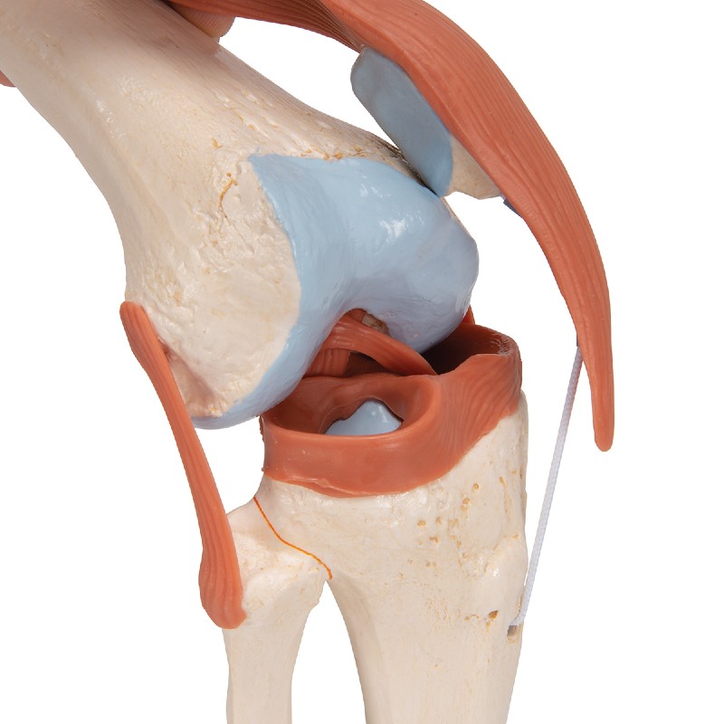 Functional Knee Joint Model With Ligaments | Health and Care