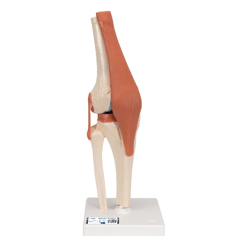 Functional Knee Joint Model With Ligaments | Health and Care
