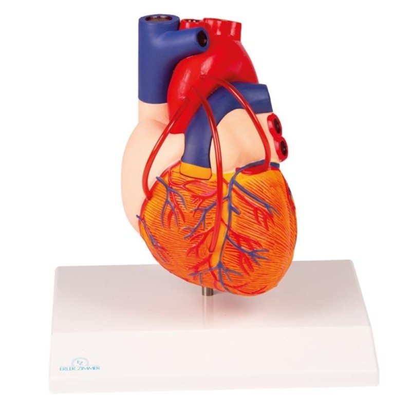 Heart Bypass Model | Health and Care