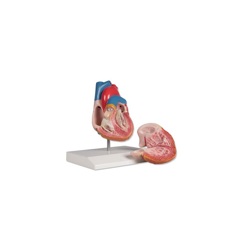 2-Part Anatomical Heart Model | Health and Care