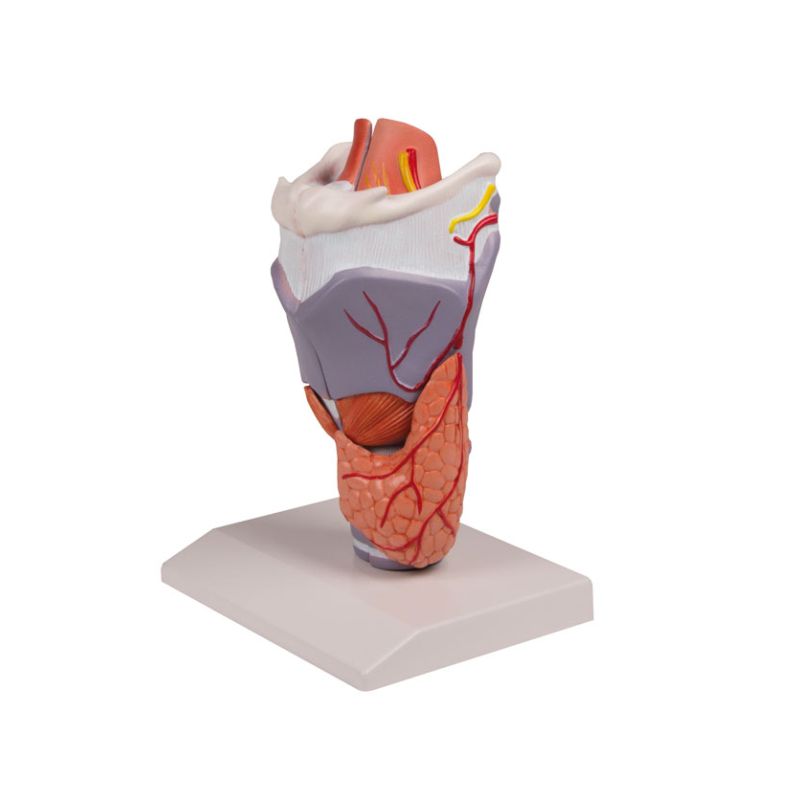 5-Part Larynx Model | Health and Care