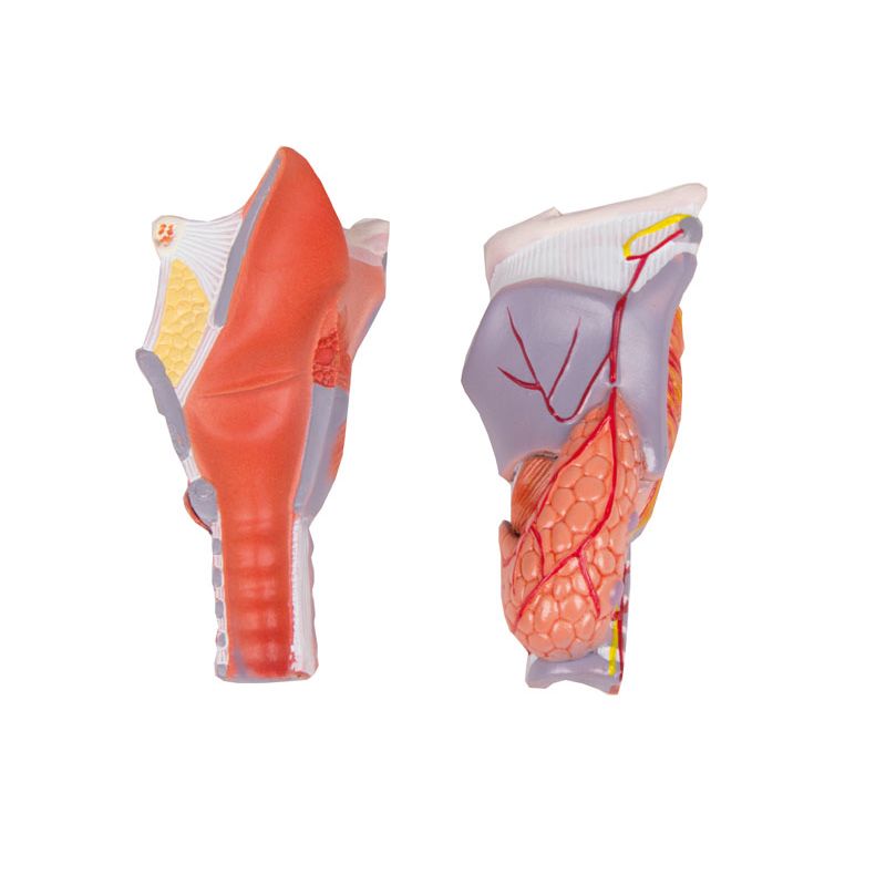 Life Size Larynx Model | Health and Care