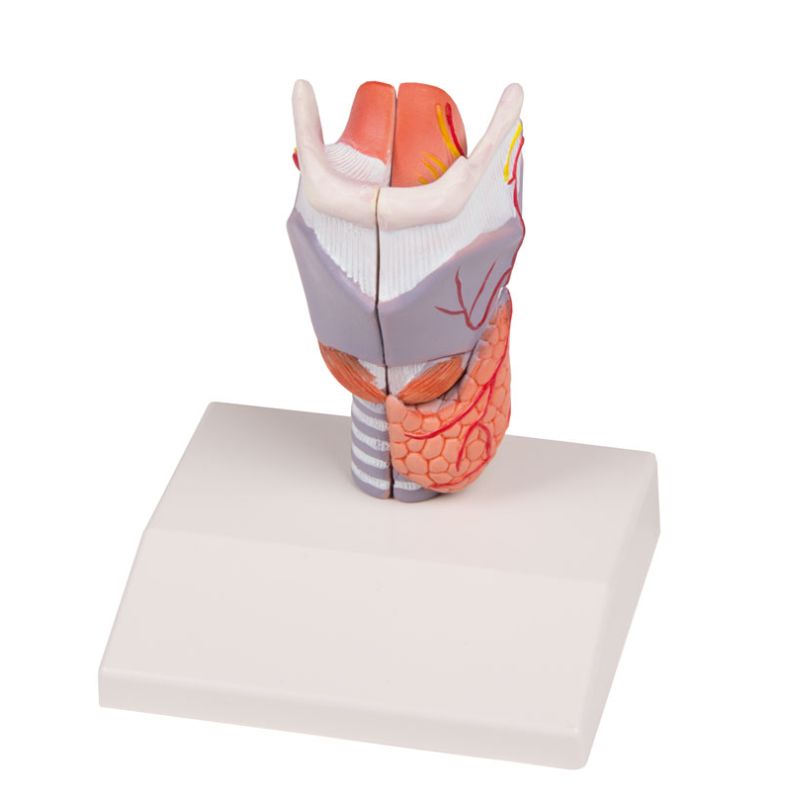 Life Size Larynx Model | Health and Care