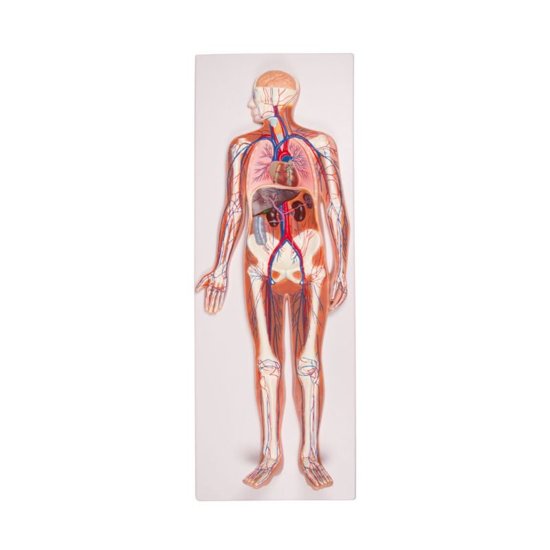 Circulatory System Relief Model | Health and Care