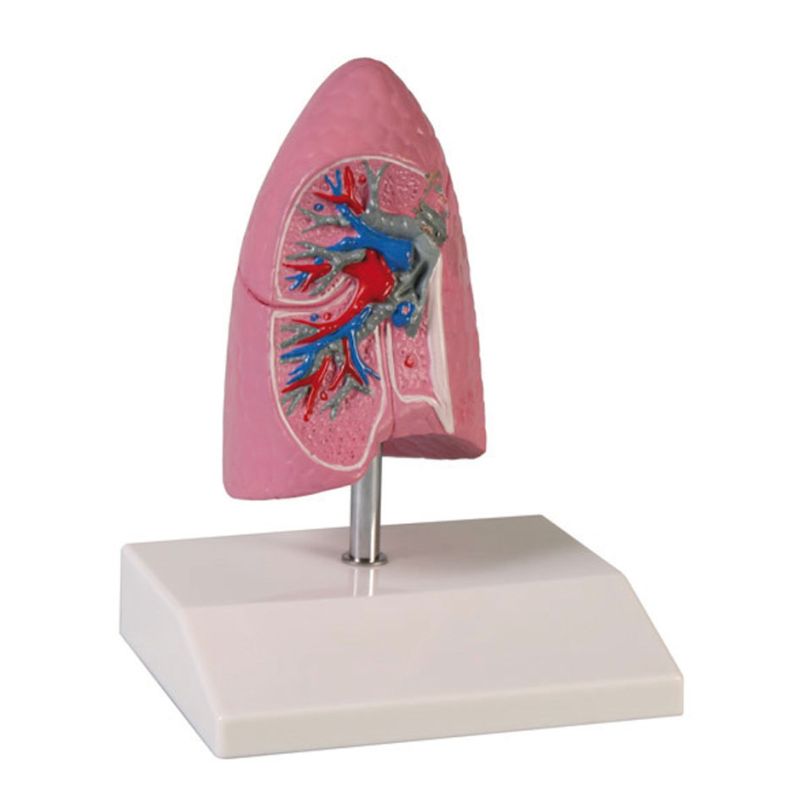 Half Lung Model | Health and Care