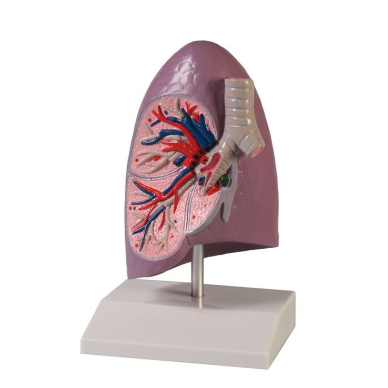 Life-Size Lung Model | Health and Care