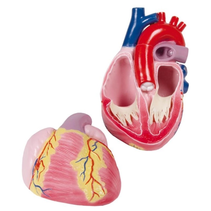 2-Part Giant Heart Model | Health and Care