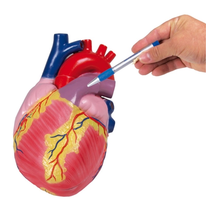 2-Part Giant Heart Model | Health and Care