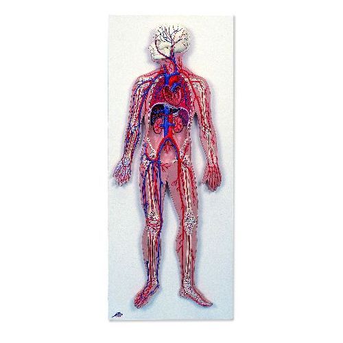 Circulatory System | Health and Care