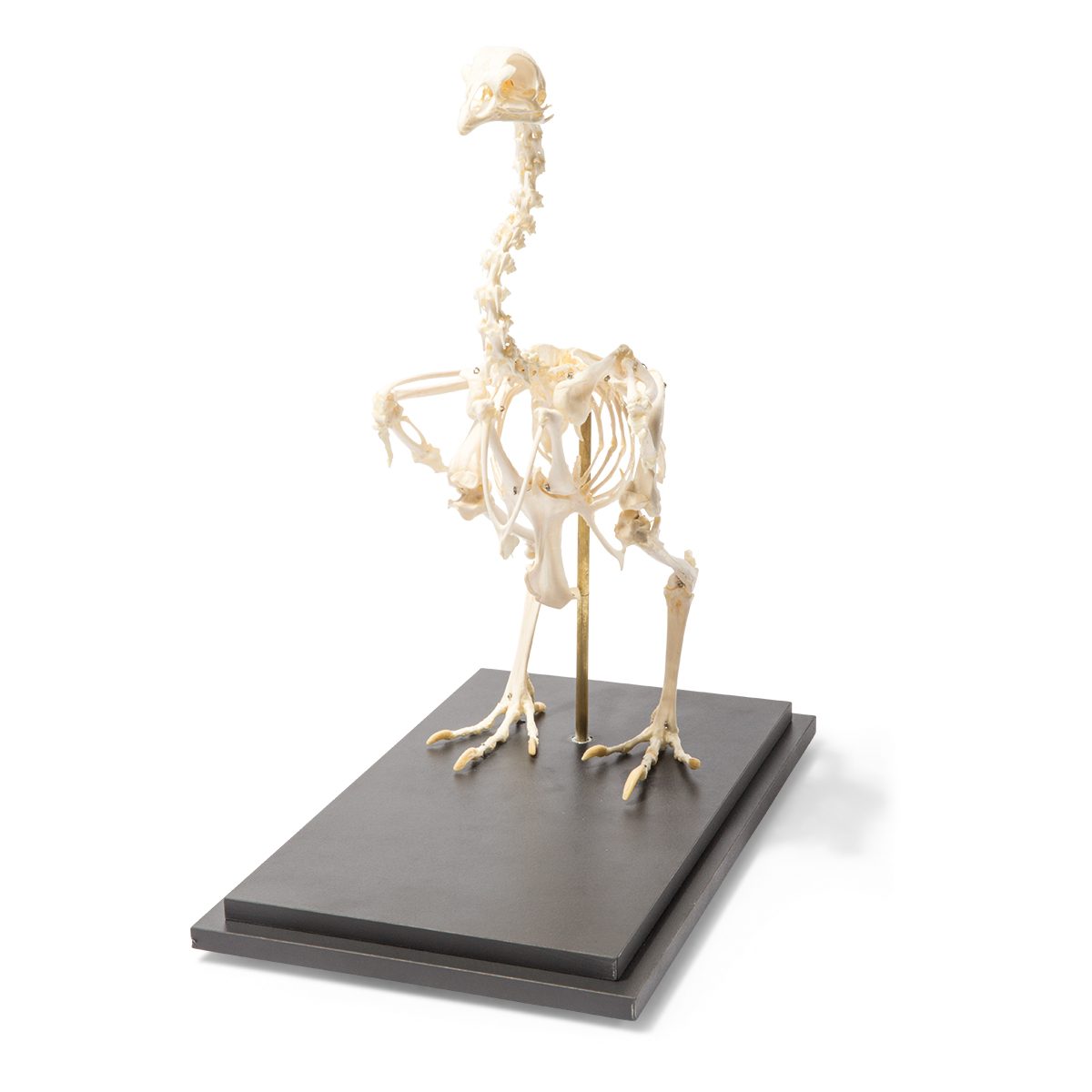 Chicken Skeleton Anatomy Model | Health and Care
