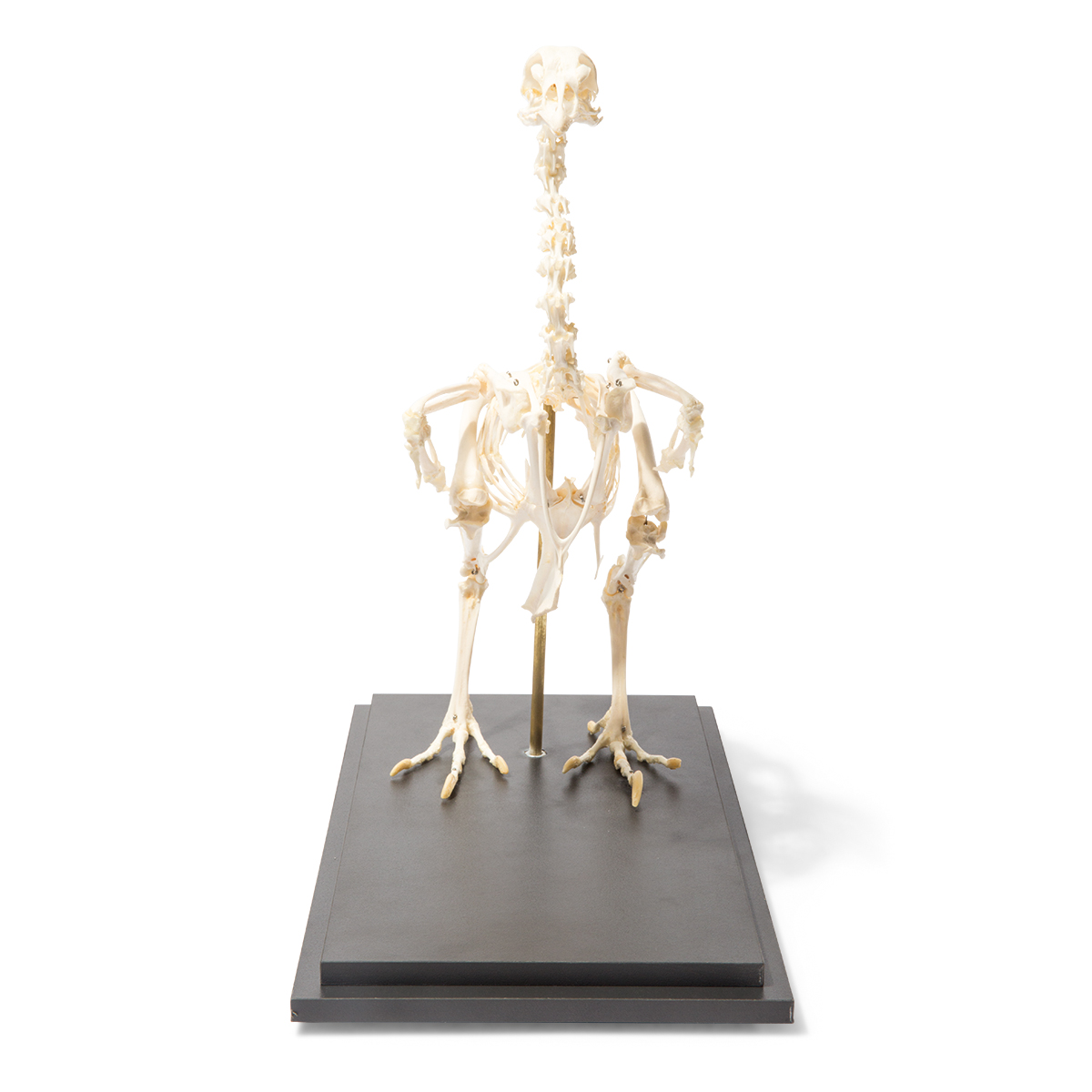 Chicken Skeleton Anatomy Model | Health and Care
