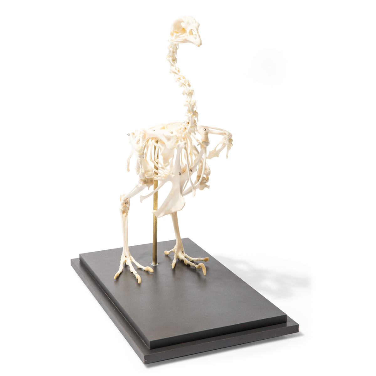 Chicken Skeleton Anatomy Model | Health and Care