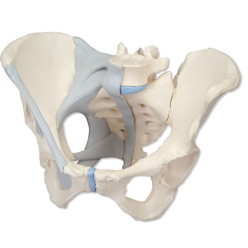 Female Pelvis With Ligaments 3 Part | Health and Care