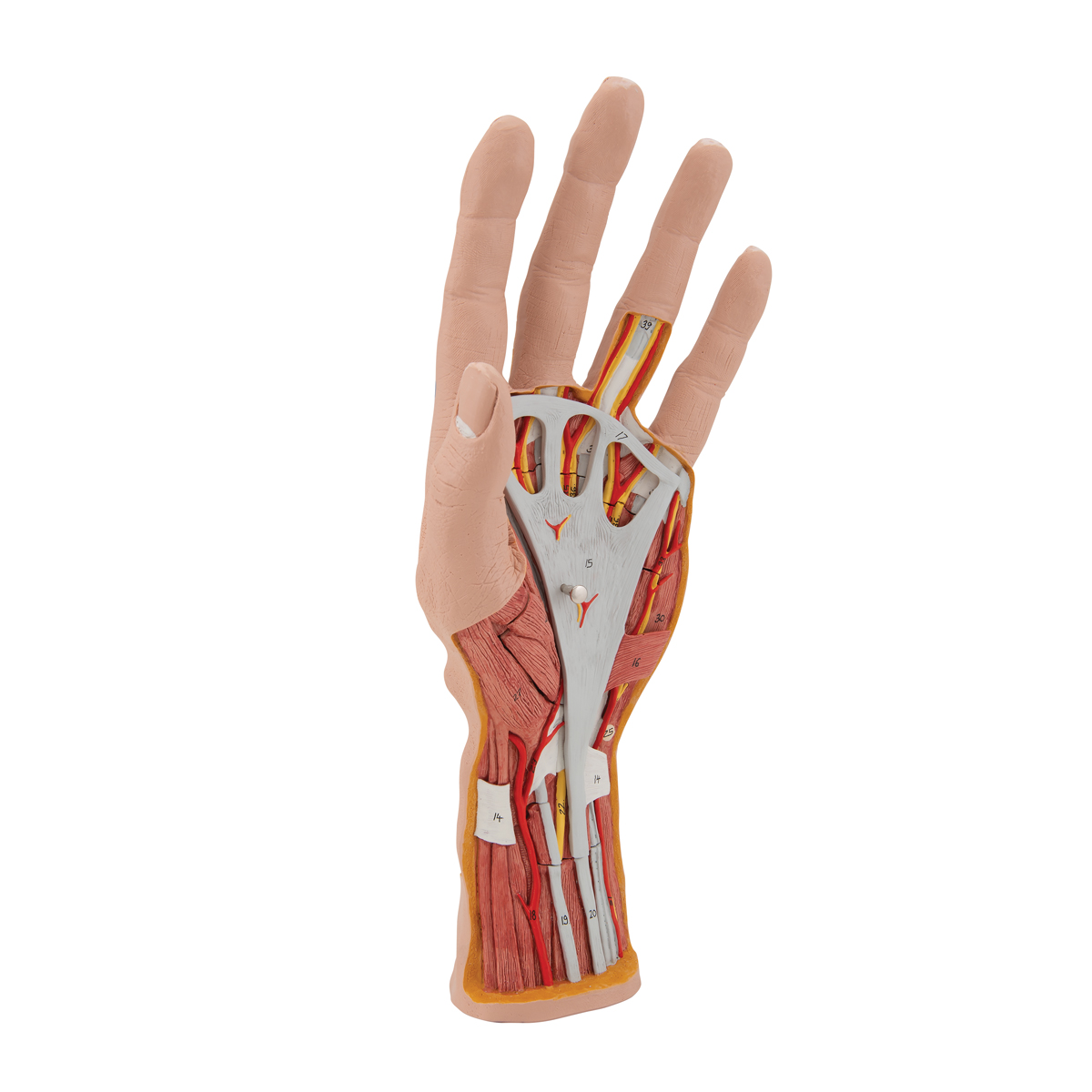 Internal Anatomical 3D Hand Model | Health and Care