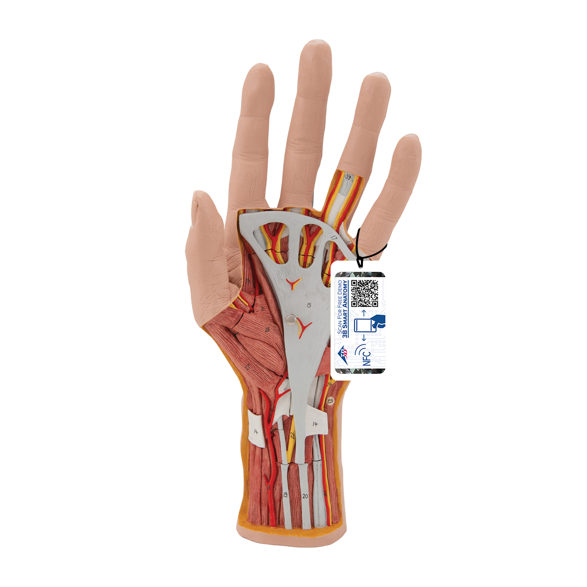 Internal Anatomical 3D Hand Model | Health and Care