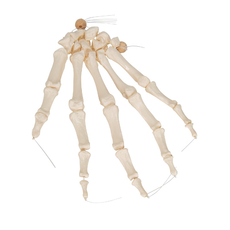 Basic Human Hand Skeleton Model | Health and Care