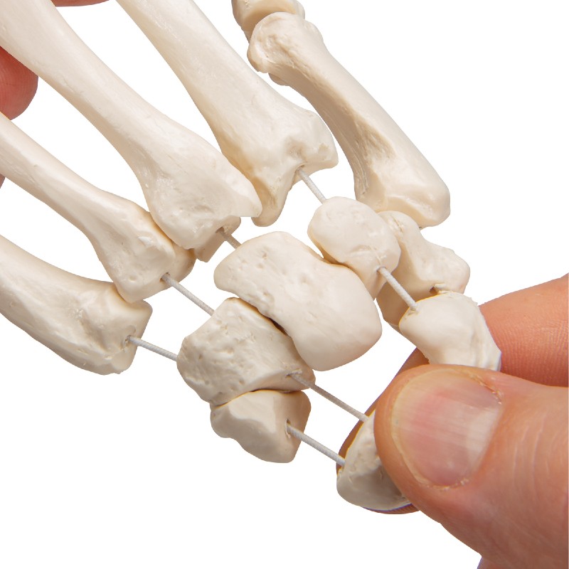 Basic Human Hand Skeleton Model | Health and Care