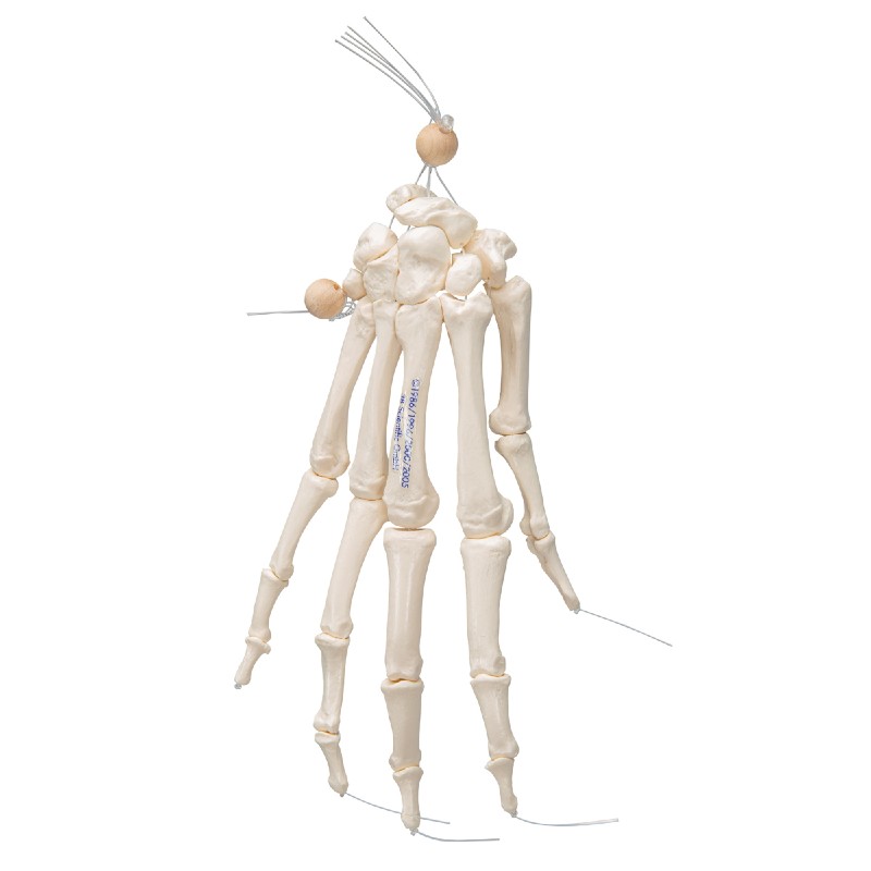 Basic Human Hand Skeleton Model | Health and Care