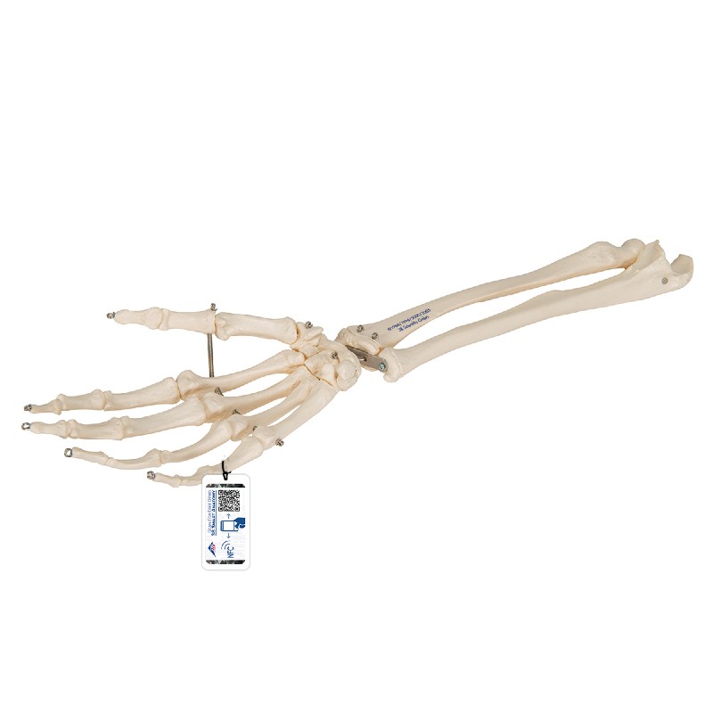 Hand Skeleton Model With Radius and Ulna | Health and Care