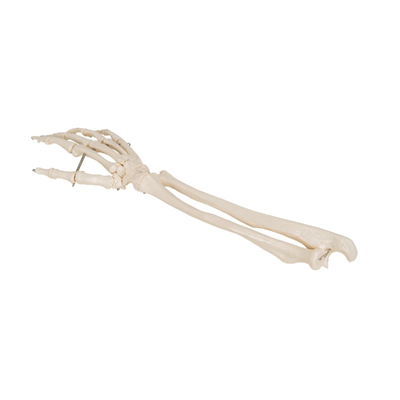 Hand Skeleton Model With Radius and Ulna | Health and Care