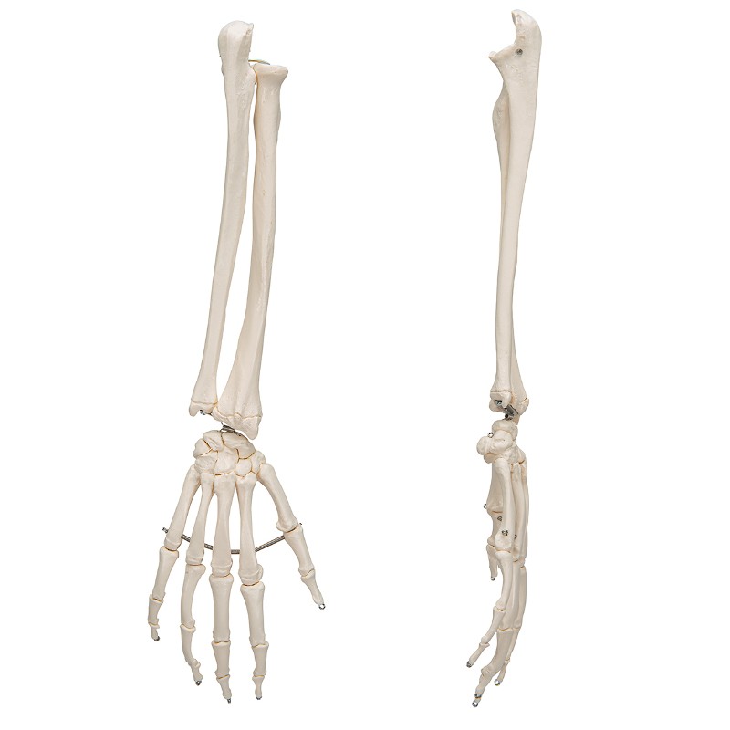 Hand Skeleton Model With Radius and Ulna | Health and Care