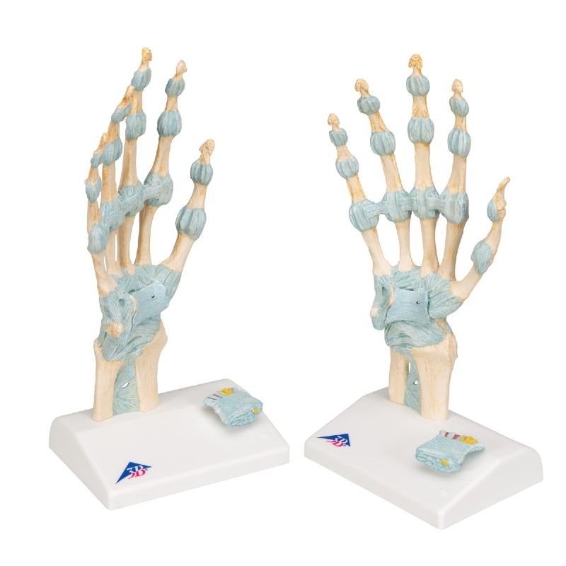 Skeleton Hand with Carpal Tunnel | Health and Care