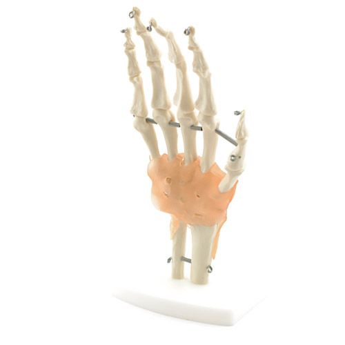 Hand Skeleton with Ligaments | Health and Care