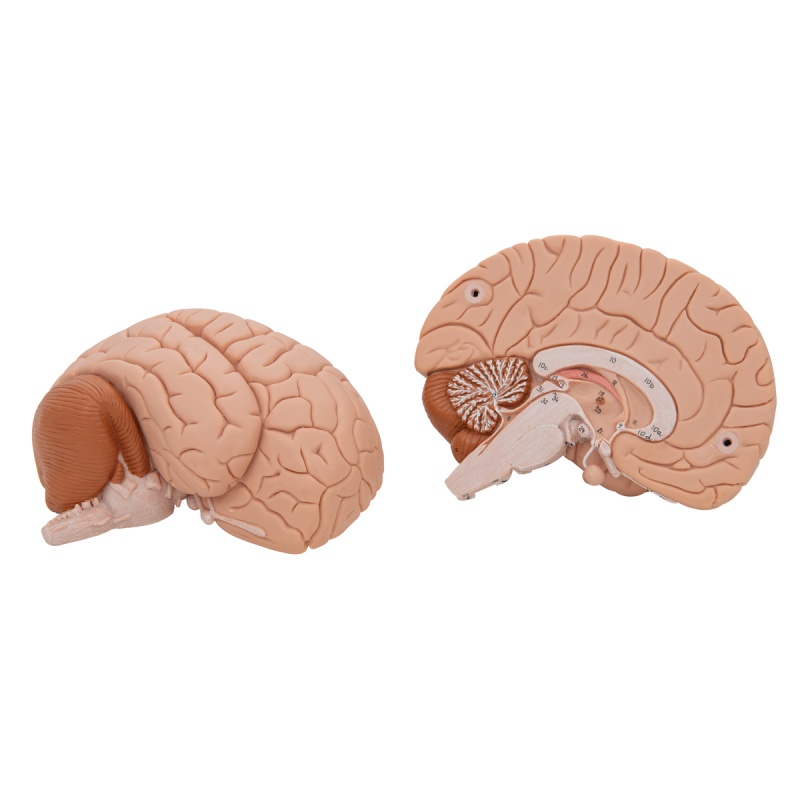 Two-Part 3D Brain Model | Health and Care