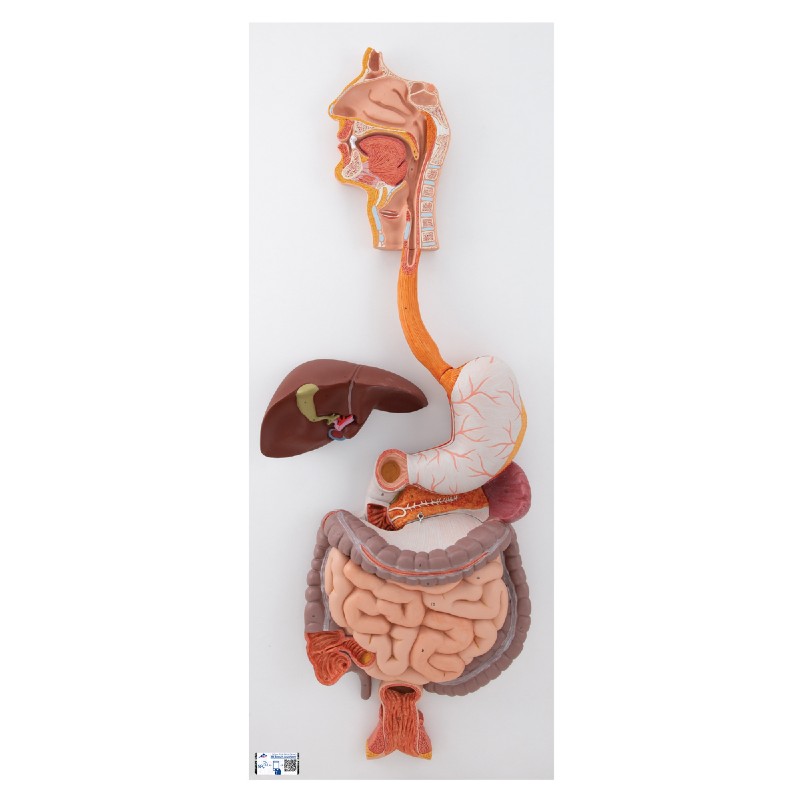 3-Part Digestive System Model | Health and Care