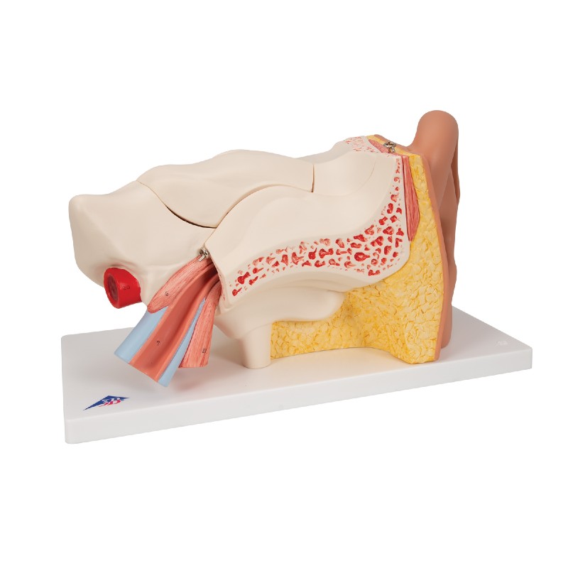 6-Part Large Ear Model (3x Life Size) | Health and Care