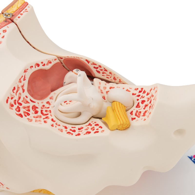 6-Part Large Ear Model (3x Life Size) | Health and Care