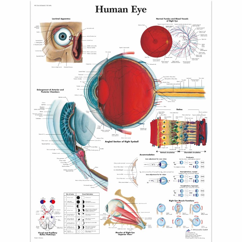 Laminated Eye Anatomy Chart | Health and Care