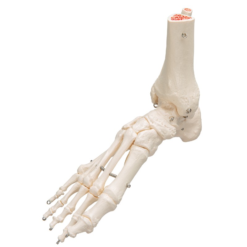 Foot and Ankle Skeleton Model | Health and Care